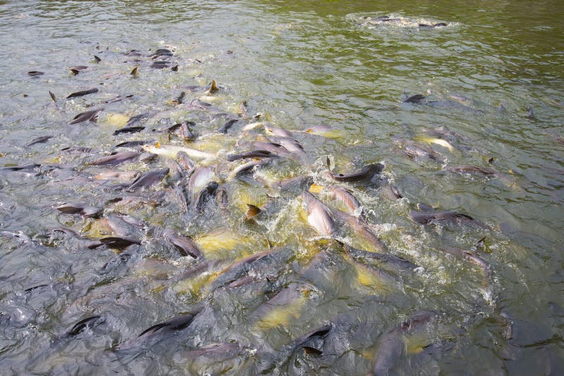 A School of Fish in the River is Eating Food Stock Image - Image of ...