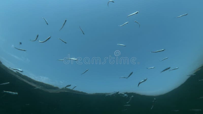 School of Fish Sand Smelt or Silverside Swims Under Surface in Blue ...