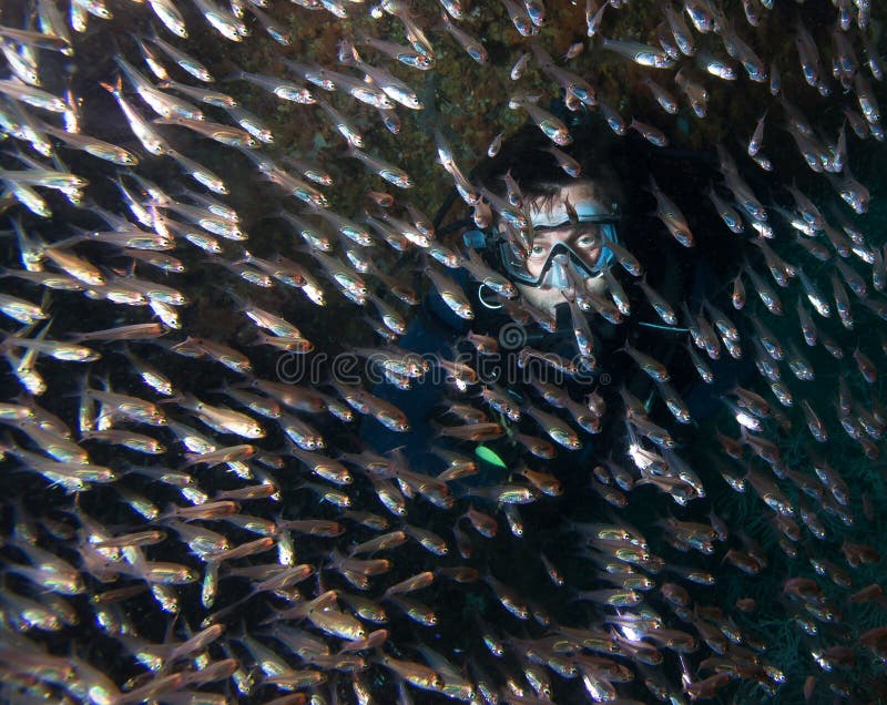 School of fish stock image. Image of wildlife, aquatic - 71451531