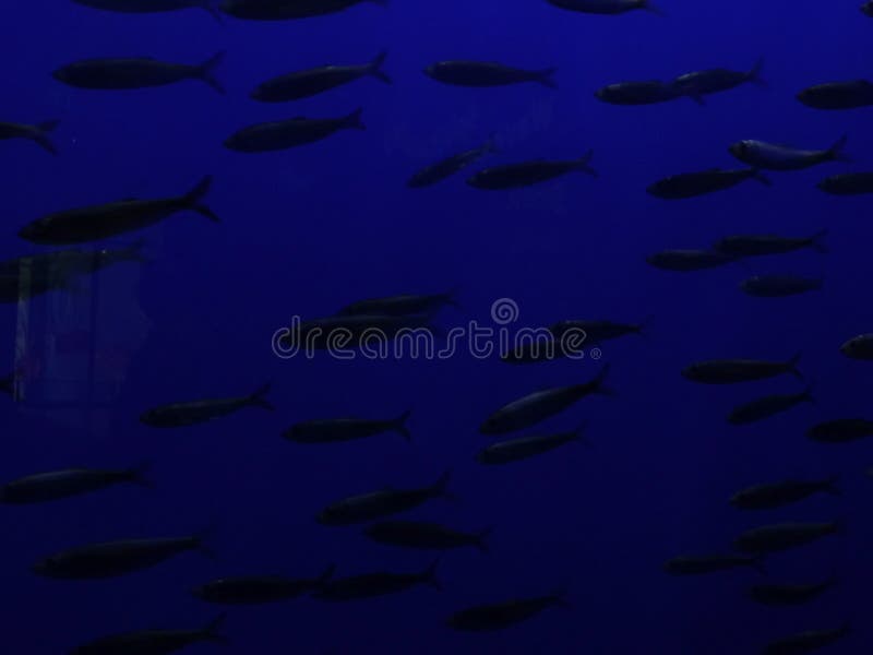 School of Fish Silhouetted in Dark Blue Water Stock Image - Image of ...