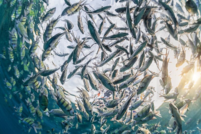 School of the fish stock image. Image of sunbeams, water - 80153017
