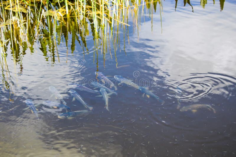 School of Fish in the Swamps Stock Image - Image of mississippi ...