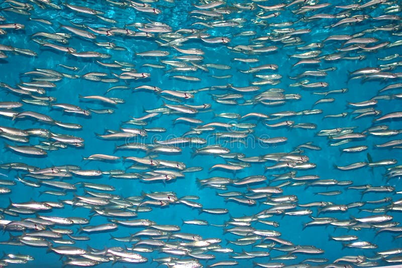 School of fish stock image. Image of swimming, team, shoaling - 44010719