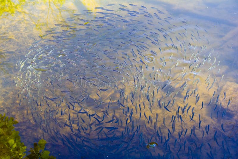 School of Fish stock photo. Image of hydrodynamic, fish - 75489028