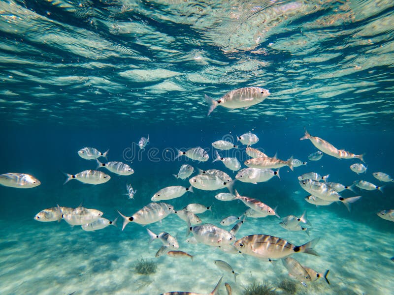 School of Fish Swimming in Clear Blue Water Stock Image - Image of ...