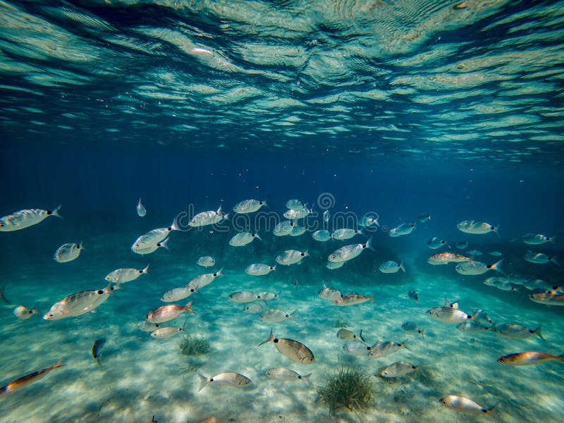 School of Fish Swimming in Clear Blue Water Stock Photo - Image of life ...