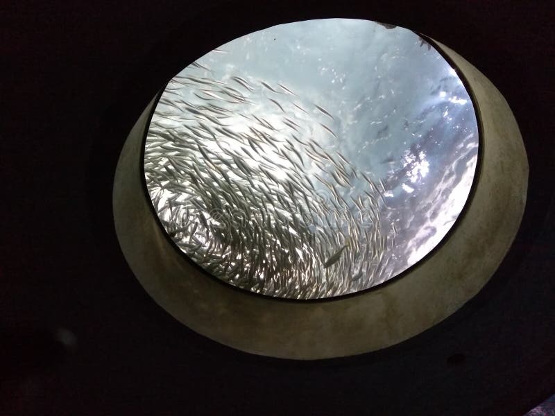 Fish tank from below stock photo. Image of tank, school - 112702172