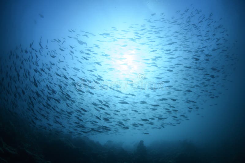 School of Fish Swimming in Blue Ocean Waters of Maldives Stock Image ...
