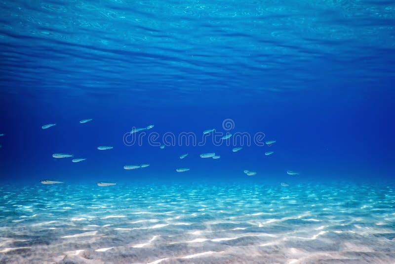 School of Fish Swimming Over Sand Bottom in the Tropical Sea Stock ...