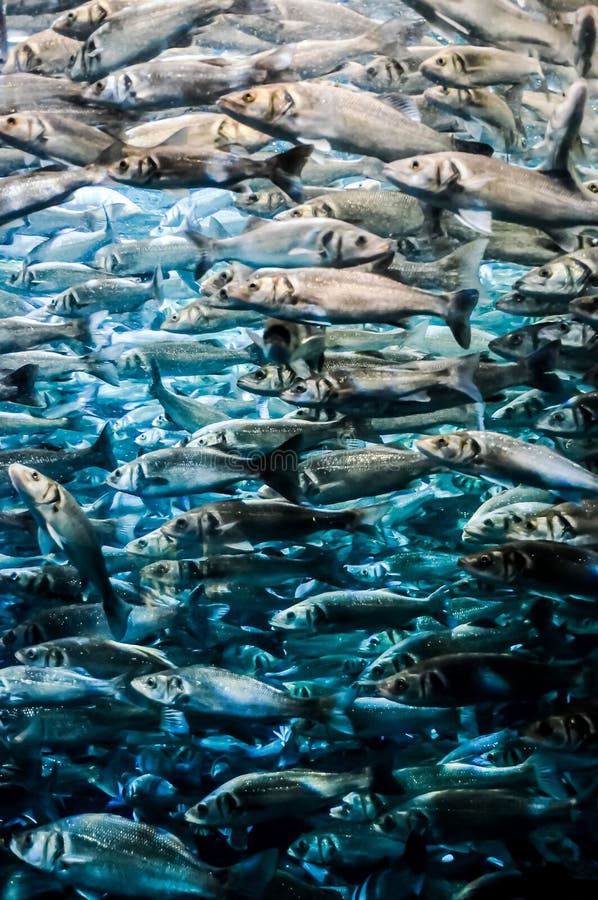 Leaf Background Texture Pattern Stock Photo - Image of summer, closeup ...