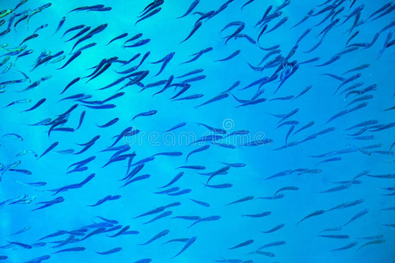 School of Fish in Turquoise Blue Water Stock Photo - Image of occurring ...