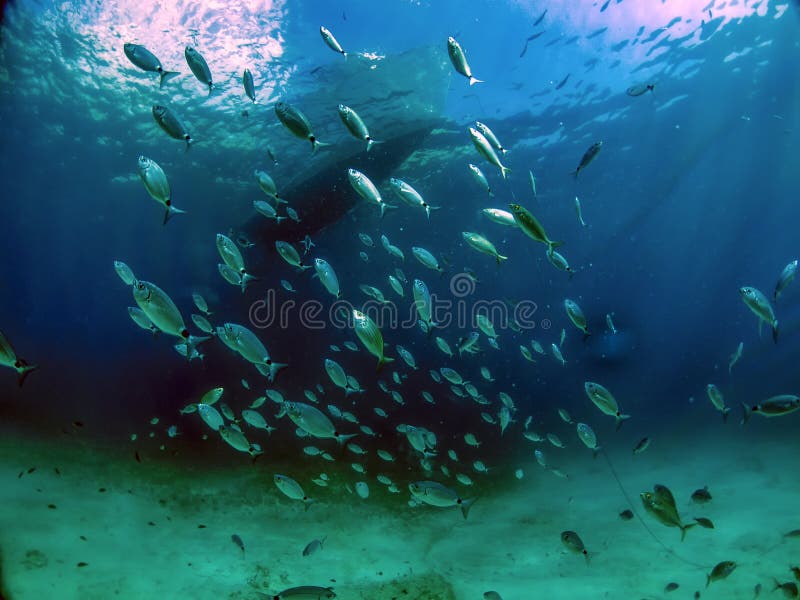 A School of Fish Underneath a Dive Boat Stock Photo - Image of aquatic ...