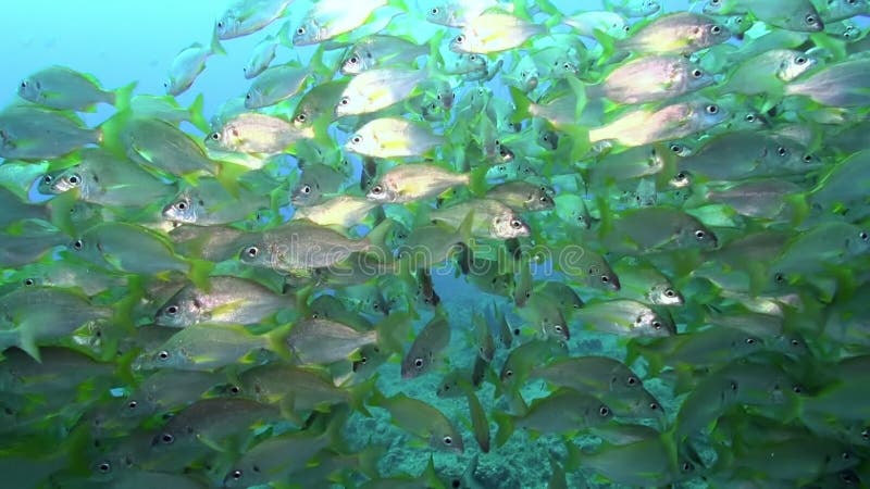 School of Fish Underwater on Sandy Bottom of Volcanic Origin in ...