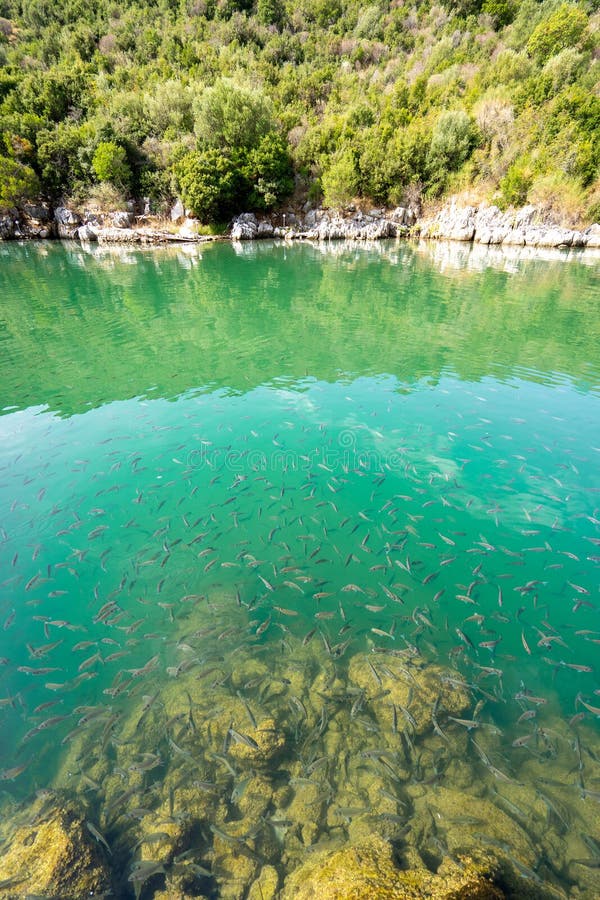 School of Fish Underwater. Fish in the Sea Stock Photo - Image of ...