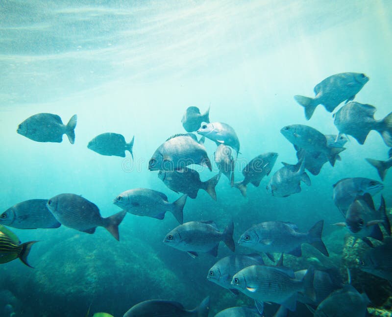 School of fish stock photo. Image of ocean, aquatic, ecosystem - 43792656