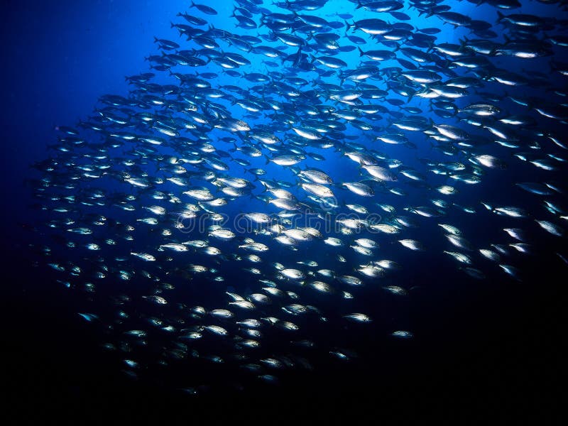 School of Fishes in the Blue Stock Photo - Image of climate, research ...
