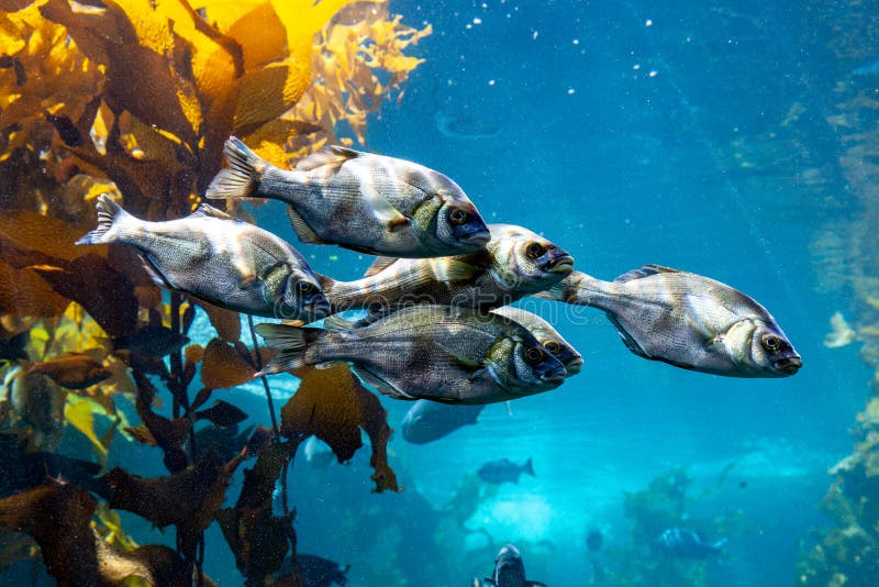 Five koi fish in pond stock image. Image of five, animal - 48456725