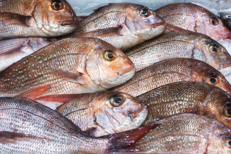 School of fresh Bream fish stock photo. Image of seafood - 311979784