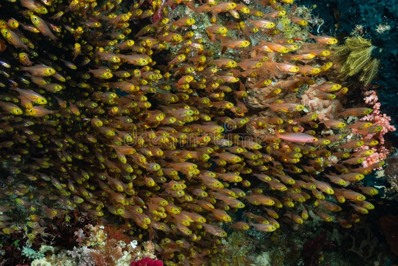 Golden Sweeper stock photo. Image of pink, indonesia - 33093148