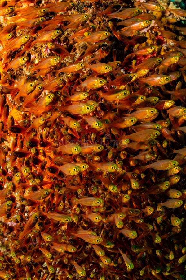 School of Golden Sweeper Fish in Cave Stock Photo - Image of adventure ...