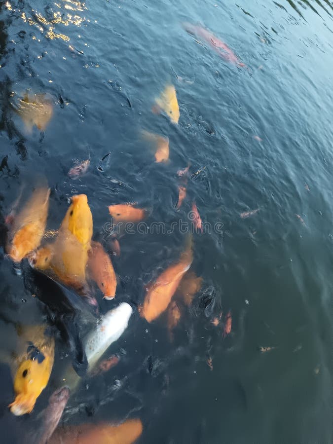 School of Goldfish in Bandung Park Stock Image - Image of bandung ...