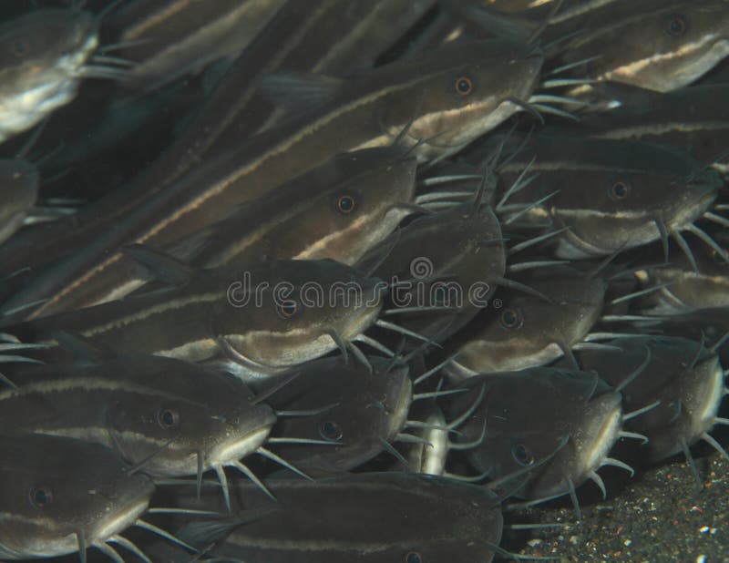 The Grey Fish stock photo. Image of marine, life, blue - 27635732
