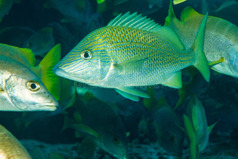 School of grunts stock photo. Image of mexico, national - 31575010