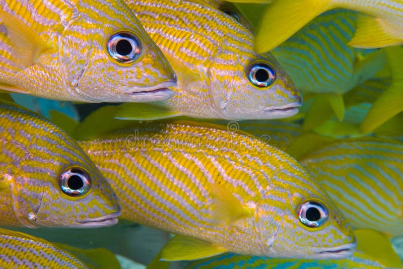 School of mimic goatfish stock image. Image of white - 29134089