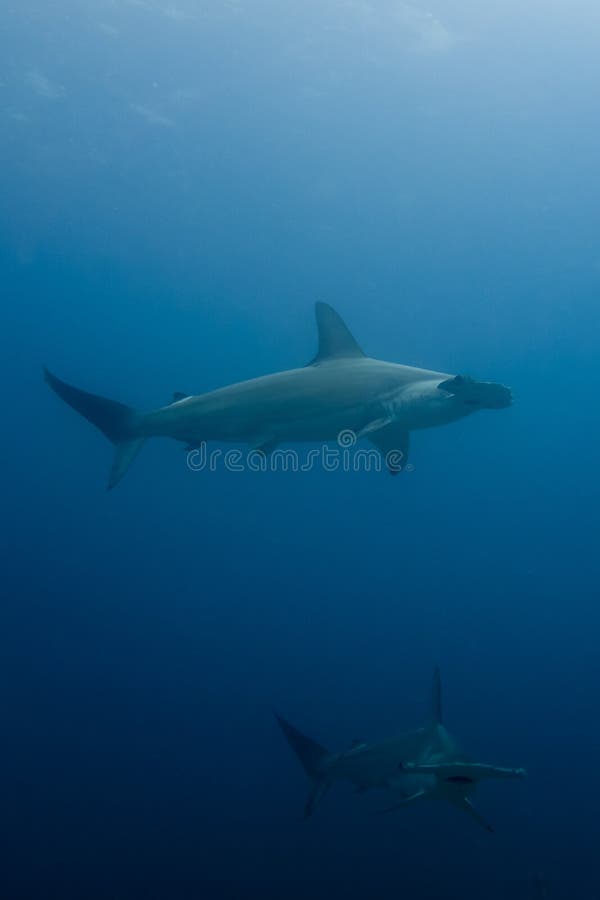 School of Hammerhead Sharks Stock Image - Image of cocos, hammerhead ...