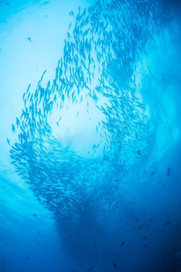 Cross Butterfly 3d Model Stock Photos - Free & Royalty-Free Stock ...