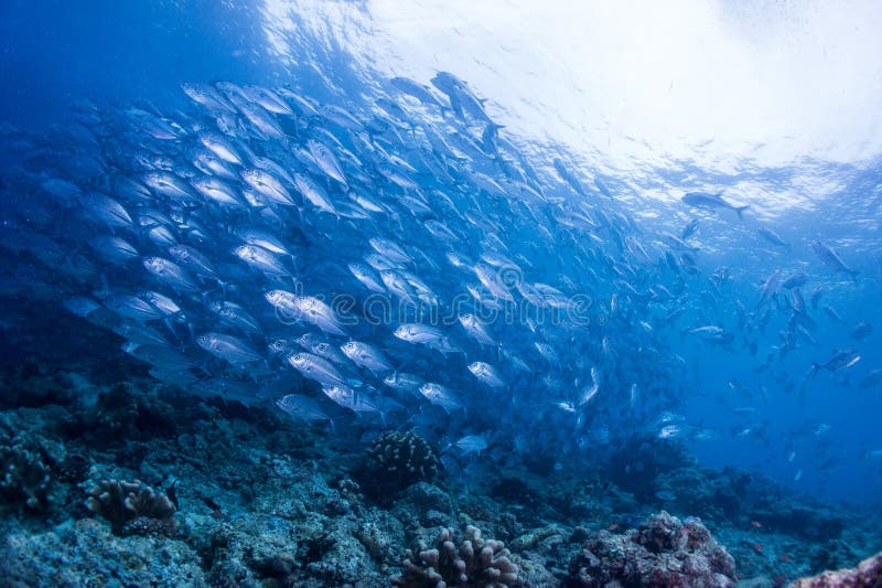 School of jack fish stock image. Image of beauty, life - 28167305