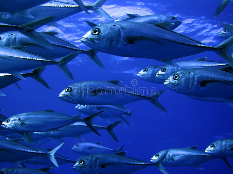 School of Jack fish stock photo. Image of jack, ocean - 61790272
