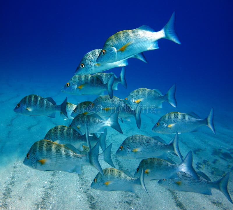 School of Jack fish stock image. Image of water, diving - 62708147