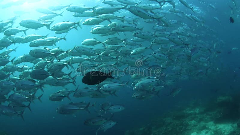 School of jack fish stock video. Video of aquatic, life - 190845463