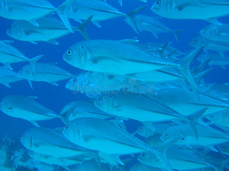 School of Jacks stock photo. Image of sealife, saltwater - 15127254