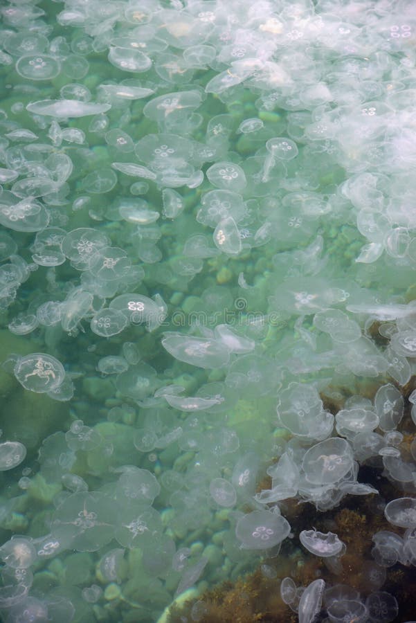 School of Jellyfish stock photo. Image of nature, crowd - 30893894