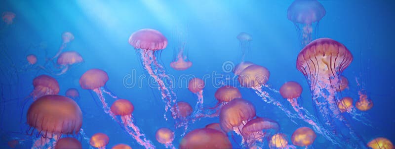 School of jellyfish stock image. Image of aquarium, orange - 7185853