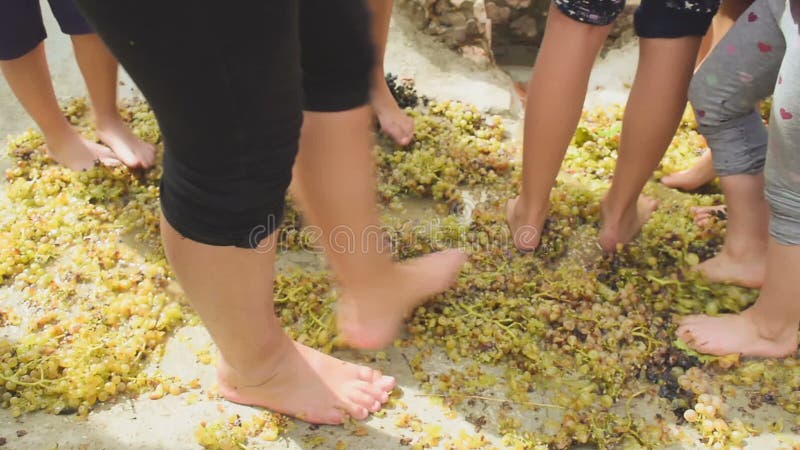 School Kids Learning How To Make Wine by Stepping on Top of Grapes ...