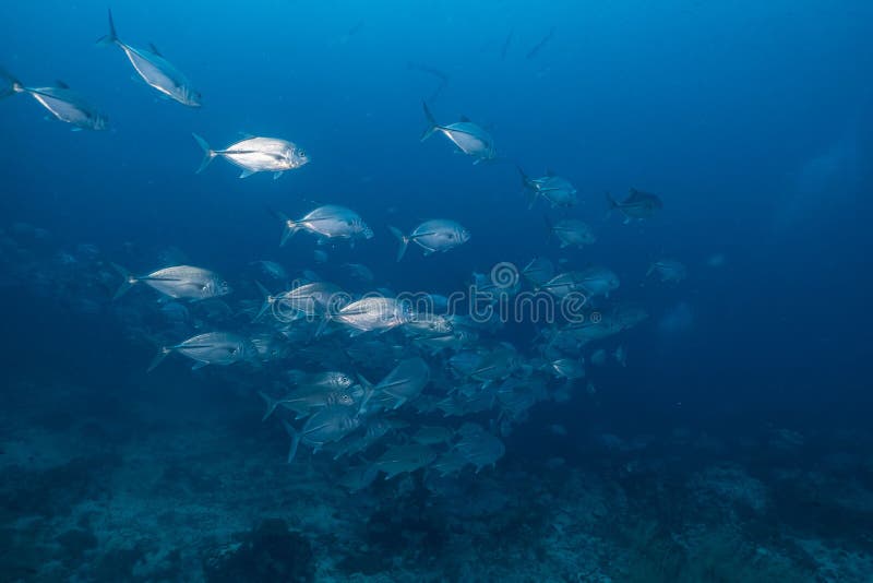 162 Kingfish Mackerel Stock Photos - Free & Royalty-Free Stock Photos ...