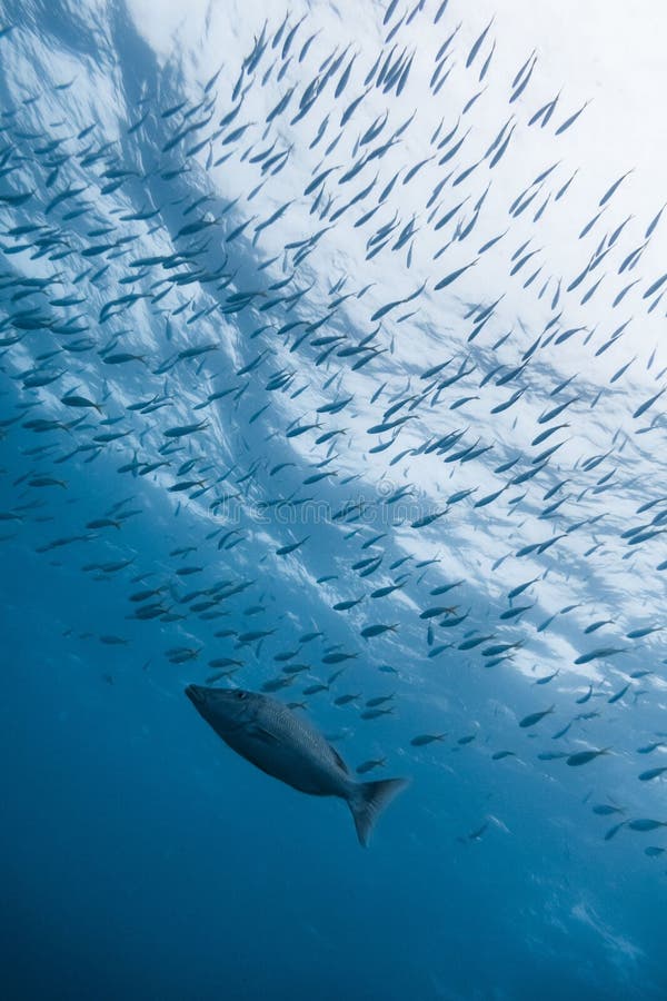 School of Kingfish Tuna Swimming Underwater Stock Image - Image of ...