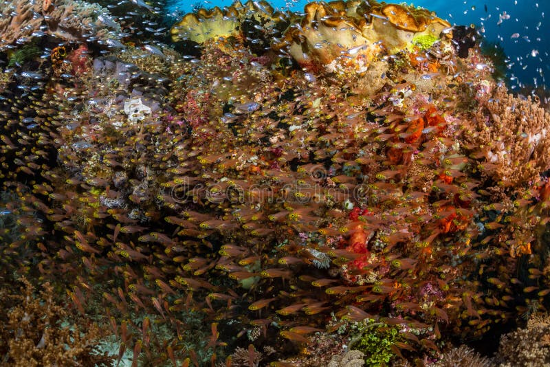 School of Largespined Glassfish Stock Photo - Image of island ...