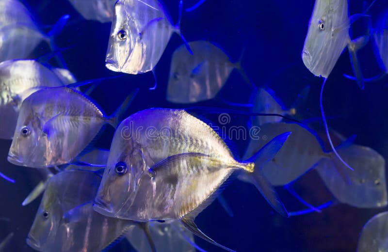 School of Lookdown Fish stock image. Image of marine - 83221009