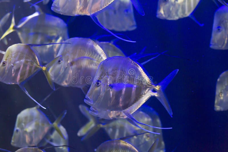 Group of the Lookdown Fish Known As Selene Vomer - Game Fish of the ...