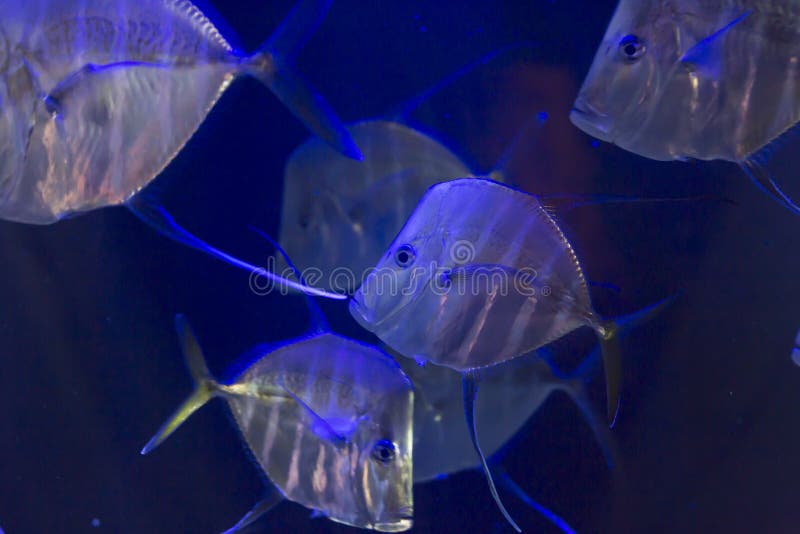 School of Lookdown Fish stock image. Image of natural - 83223241