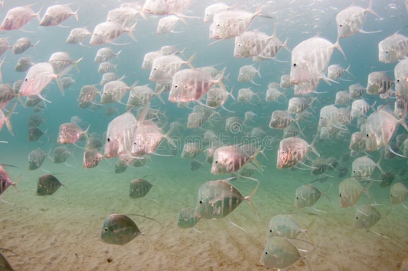 A School of Lookdown Fish Under a Pier Stock Photo - Image of fish ...