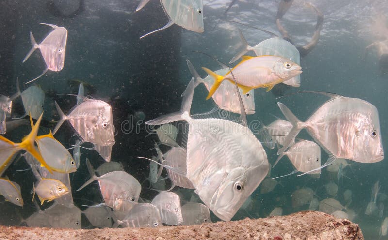 A School of Lookdown Fish Under a Pier Stock Photo - Image of tropical ...