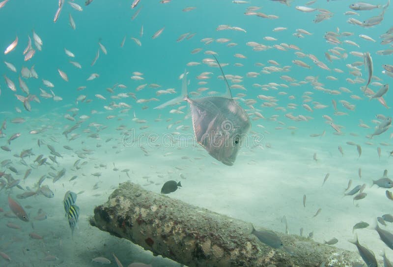 A School of Lookdown Fish Under a Pier Stock Photo - Image of ripple ...