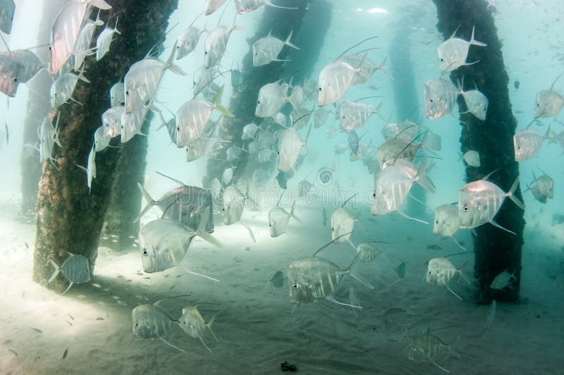 LOOKDOWN FISH (Selene Vomer) Stock Photo - Image of portrait, grey ...