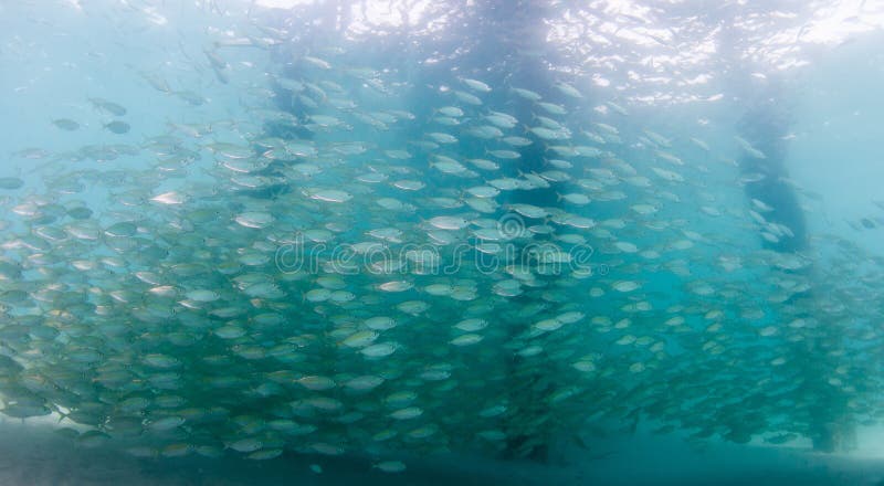A School of Lookdown Fish Under a Pier Stock Photo - Image of porkfish ...