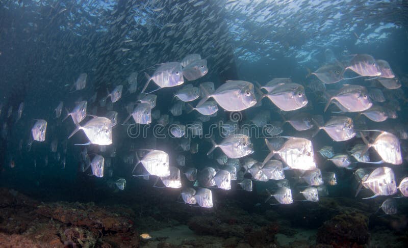 LOOKDOWN FISH (Selene Vomer) Stock Photo - Image of portrait, grey ...